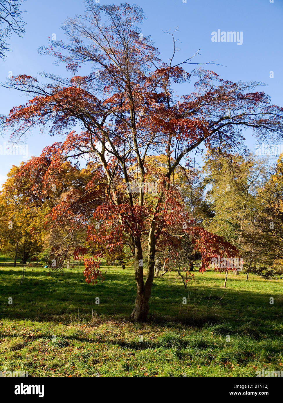 Cornus kousa chinensis Banque de photographies et d’images à haute ...