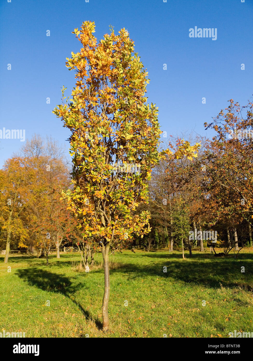 Quercus robur f fastigiata Banque de photographies et d’images à haute ...