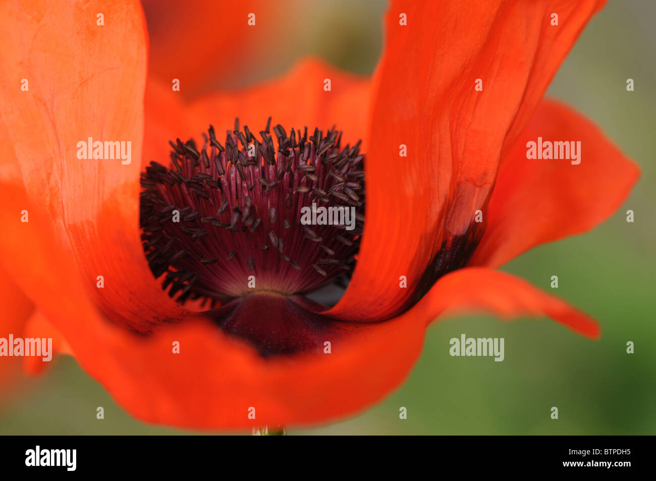 Symbole De Pavot Banque d'image et photos - Alamy