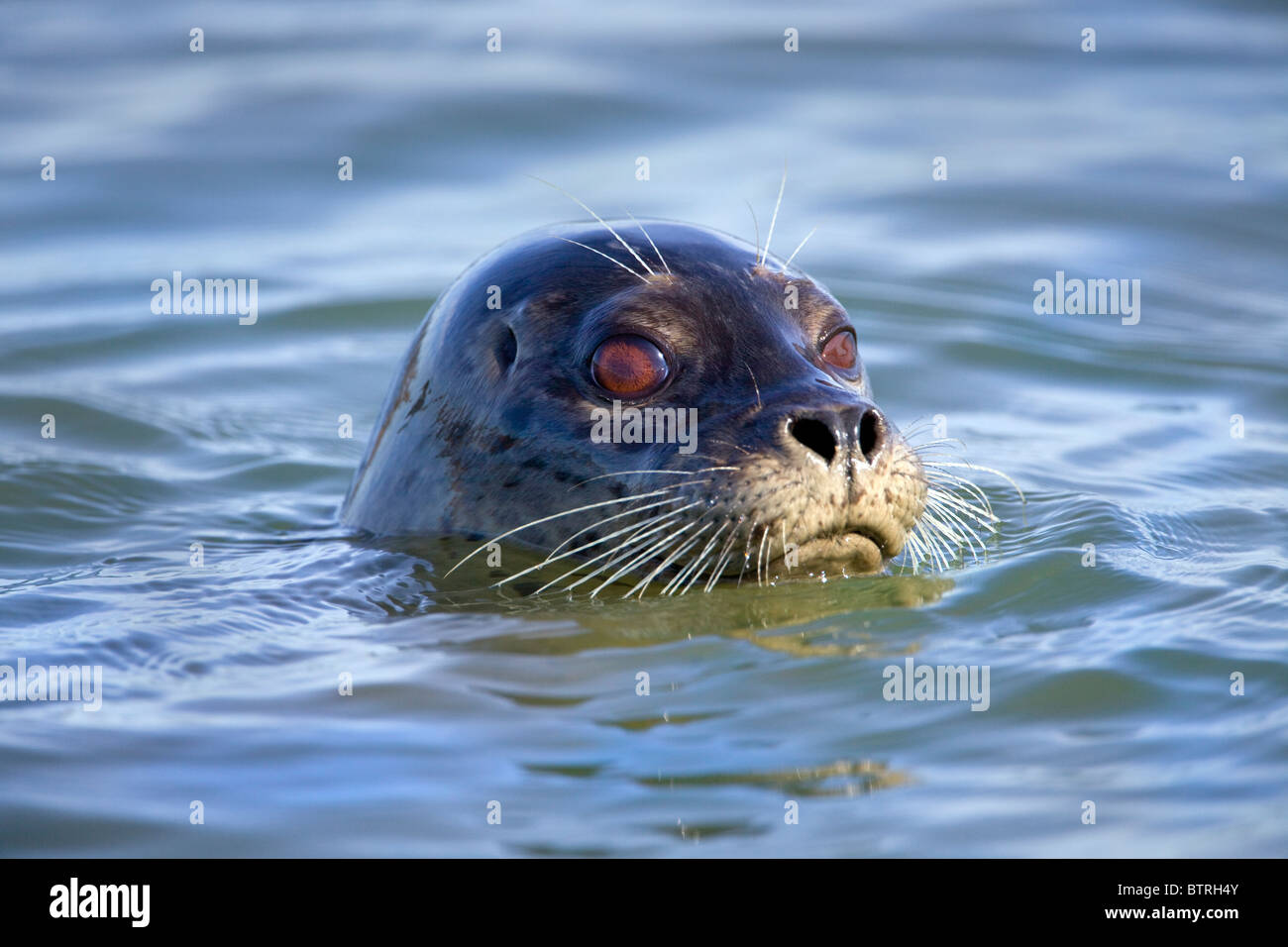 Phoque commun Banque de photographies et d’images à haute résolution ...