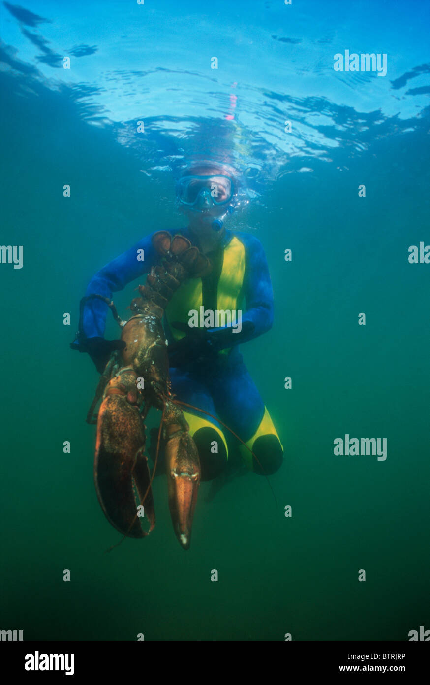 Homarus americanus Banque de photographies et d’images à haute ...