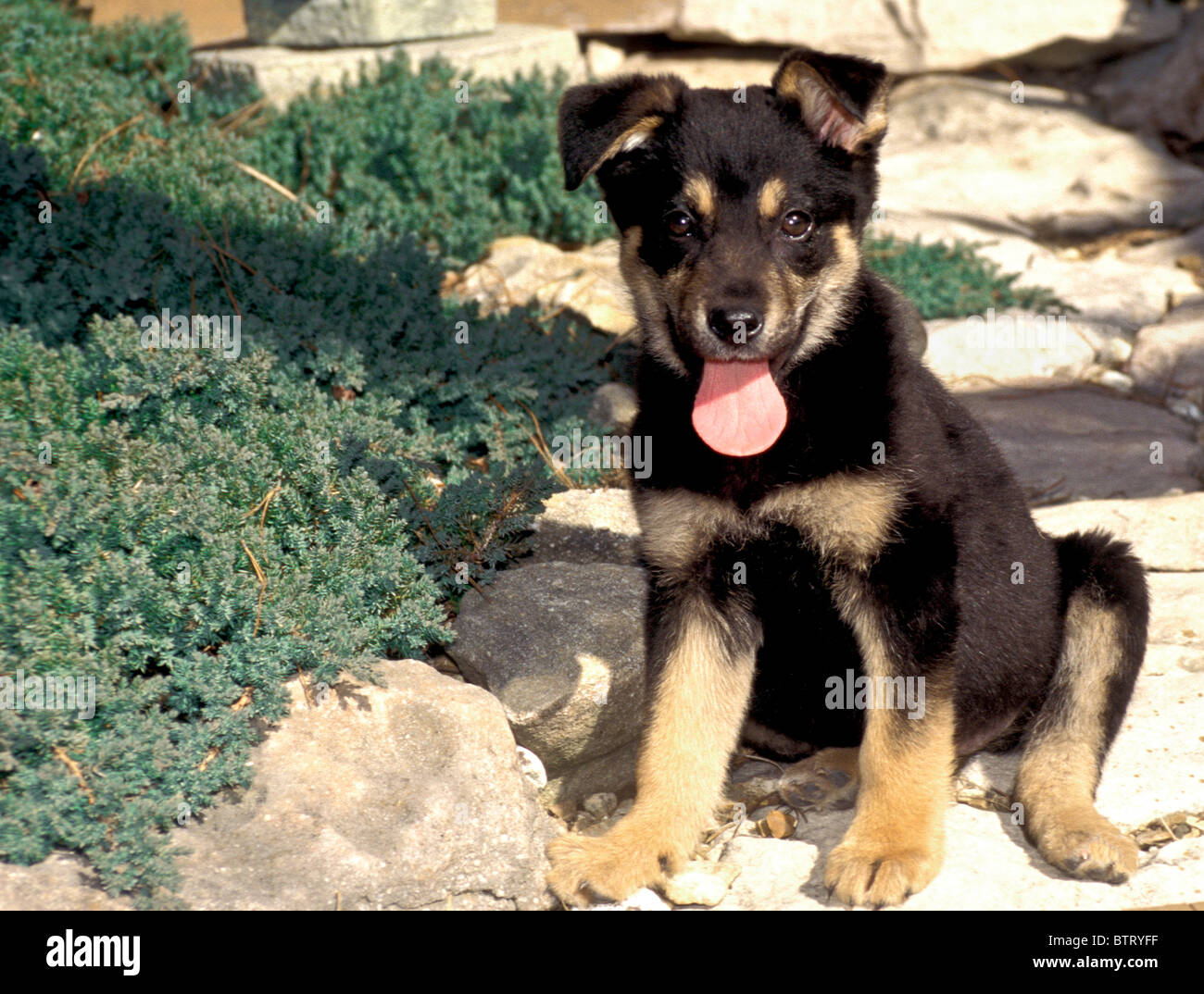 Mélange de berger allemand chiot de race dans Rock Garden à heureux ...