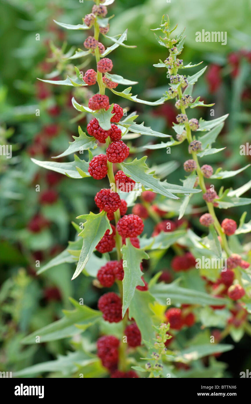 Chenopodium species Banque de photographies et d’images à haute ...