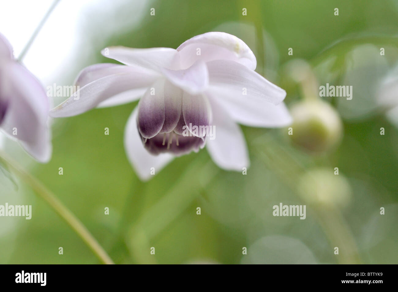 Anemonopsis macrophylla Banque de photographies et d’images à haute ...