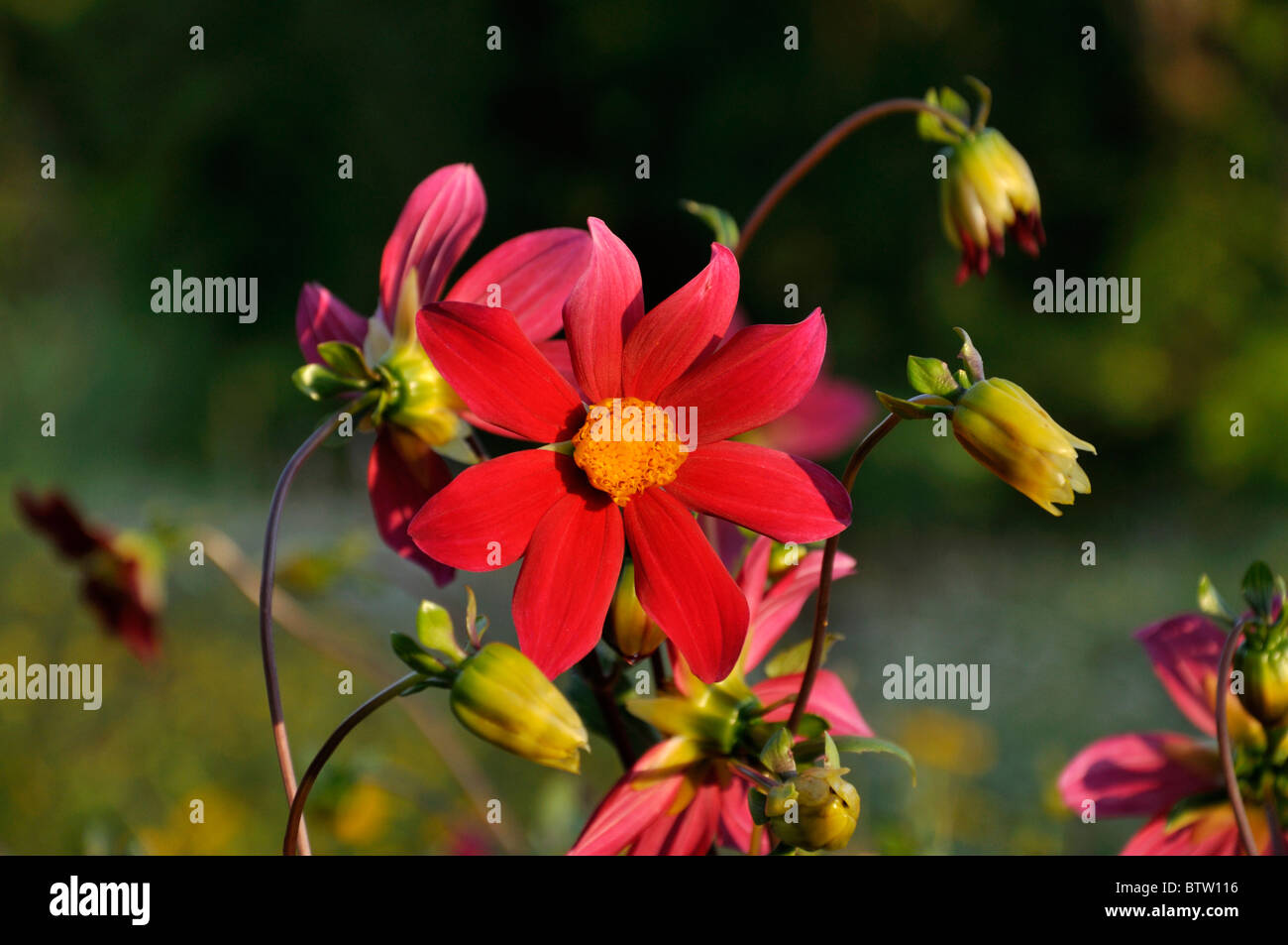 Dahlia pinnata Banque de photographies et d’images à haute résolution ...