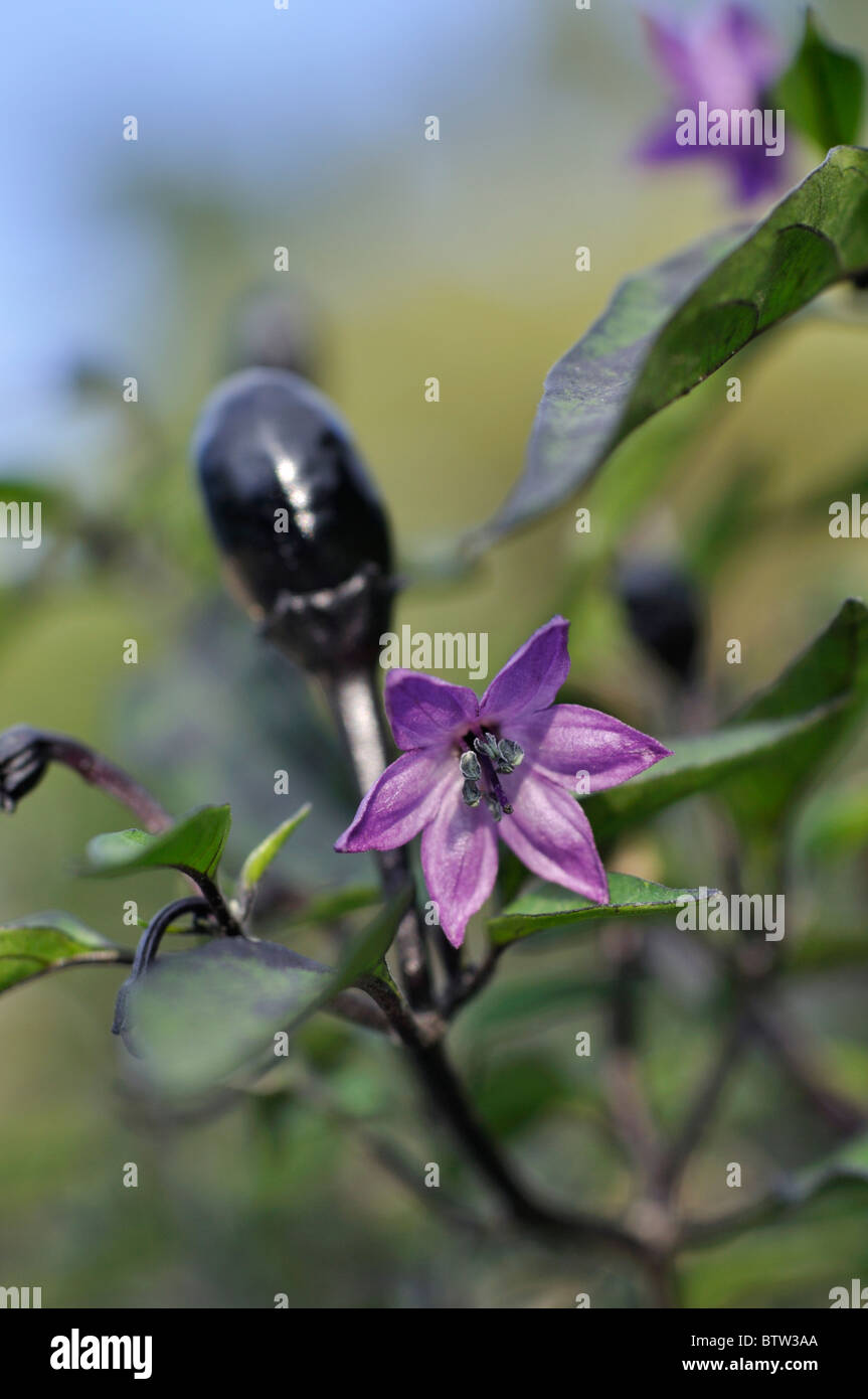 Capsicum frutescens flower Banque de photographies et d’images à haute ...
