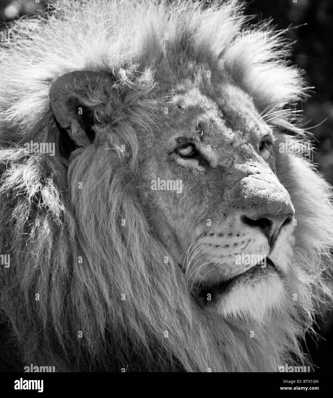 Lion noir et blanc Banque de photographies et d’images à haute ...