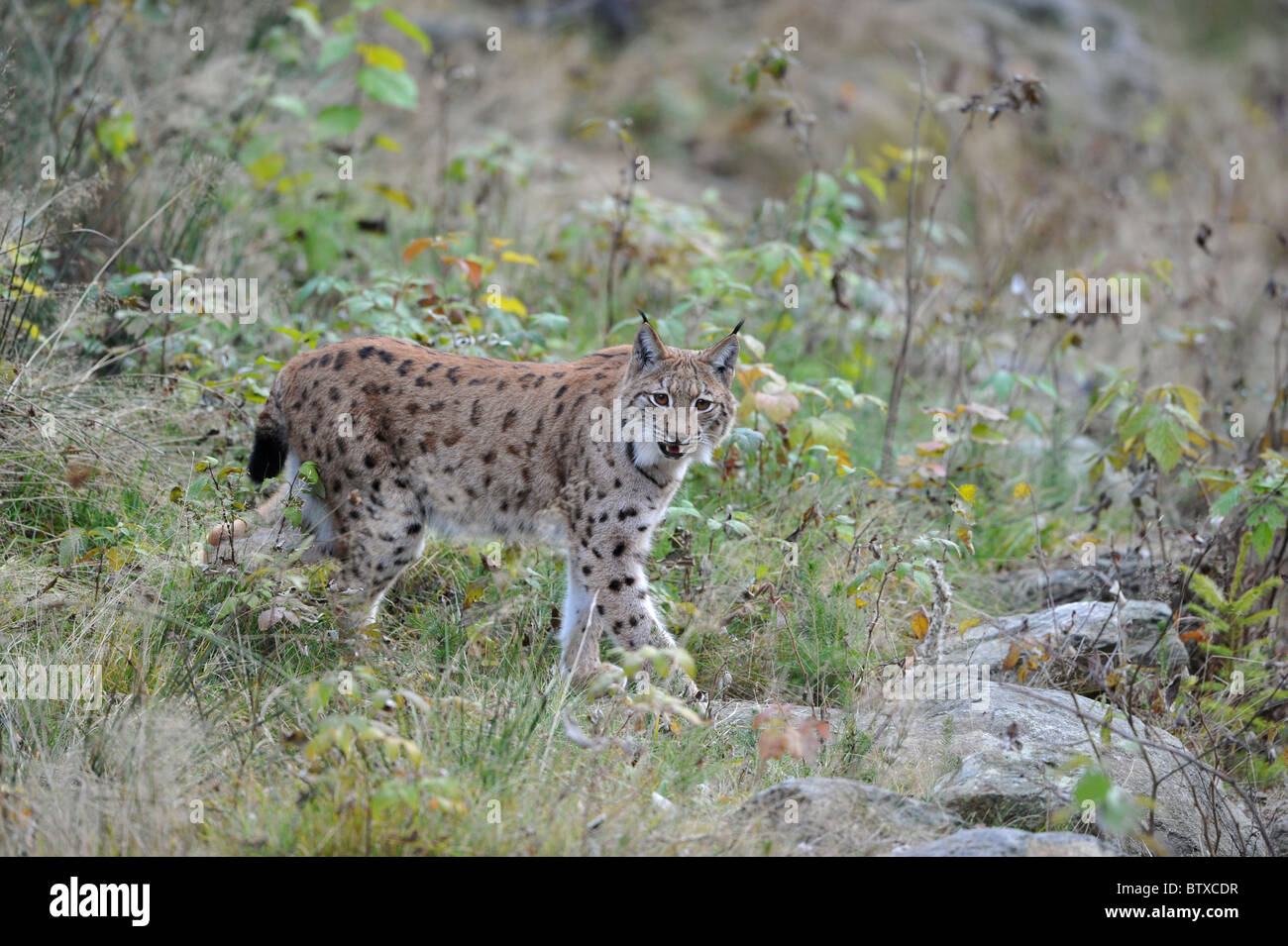 Lynx Boréal - lynx (Lynx lynx) marcher dans l'herbe haute - Forêt de ...