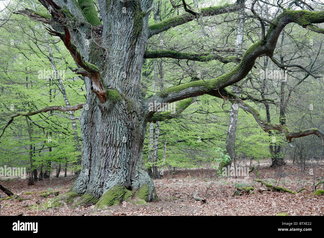 Forêts de chênes Banque de photographies et d’images à haute résolution ...