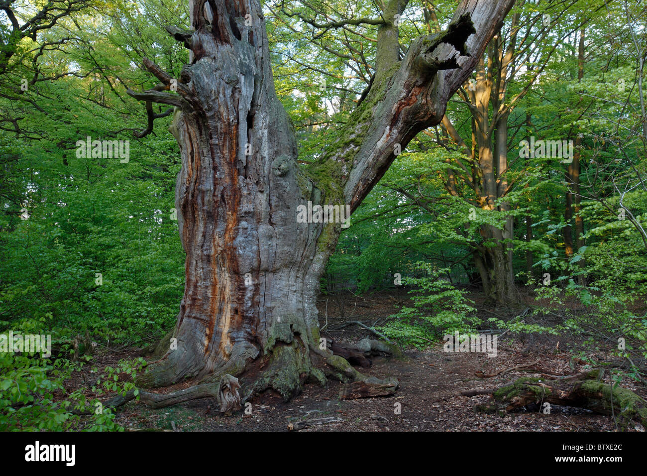 Forêts de chênes Banque de photographies et d’images à haute résolution ...