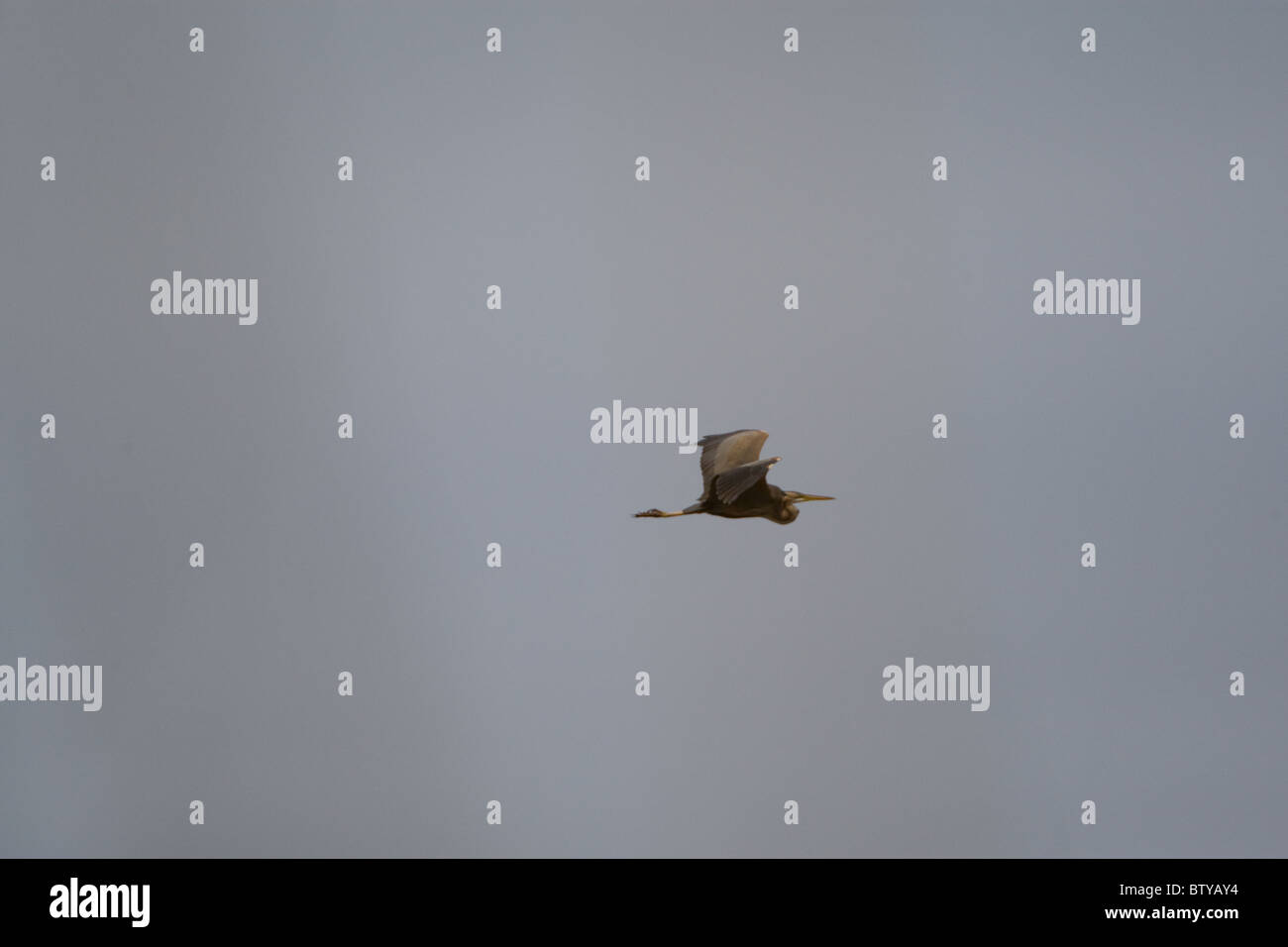 Oiseau Heron Oiseaux 'mer' 'Bird' de l'eau Faune Animal aile mer soleil ...