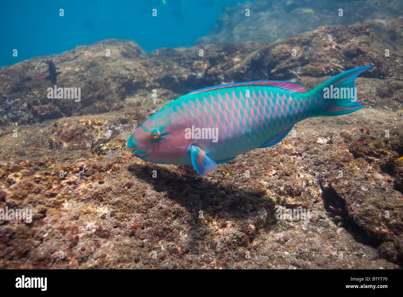 Poissons perroquets Banque de photographies et d’images à haute ...