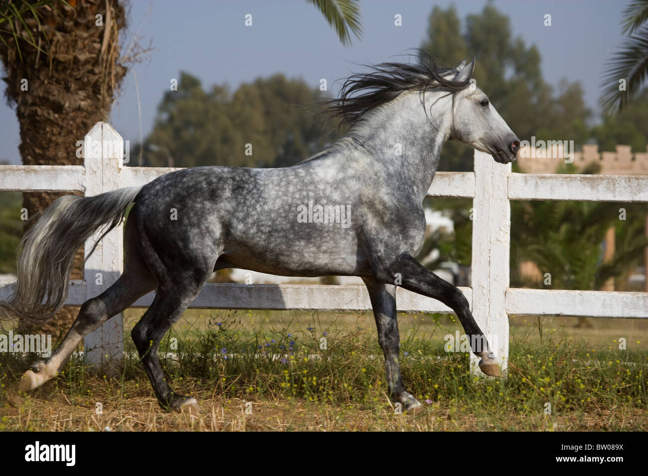 Arab barb horse running Banque de photographies et d’images à haute ...