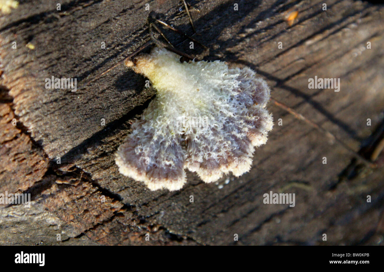Split gill Banque de photographies et d’images à haute résolution - Alamy