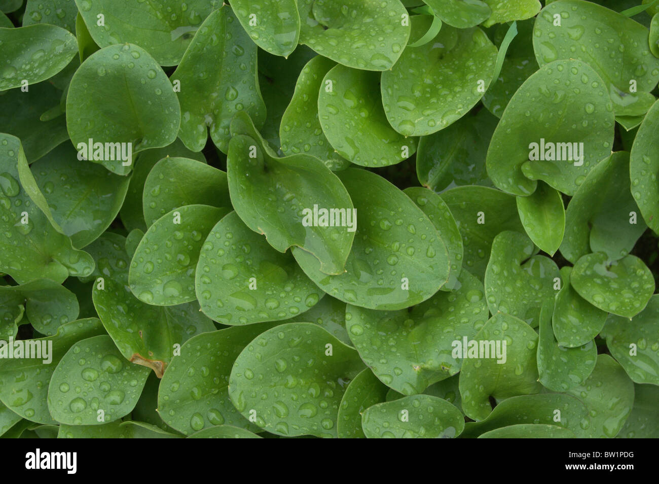 Tableau de bord du frère ou Larus (Arisarum vulgare Photo Stock - Alamy Tableau de bord du frère ou Larus (Arisarum vulgare Photo Stock - Alamy