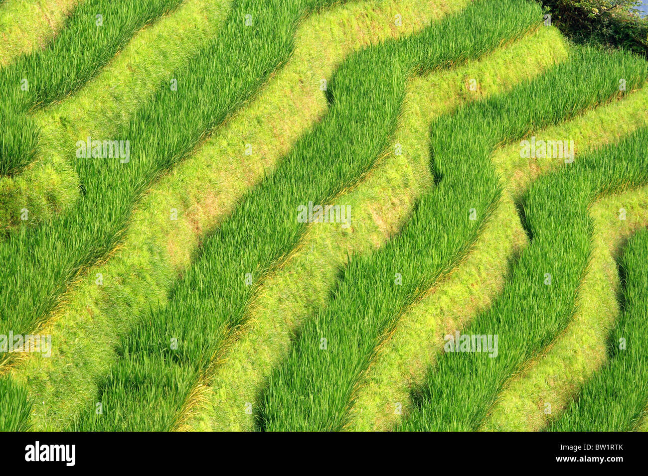 Dragons backbone rice terraces Banque de photographies et d’images à ...