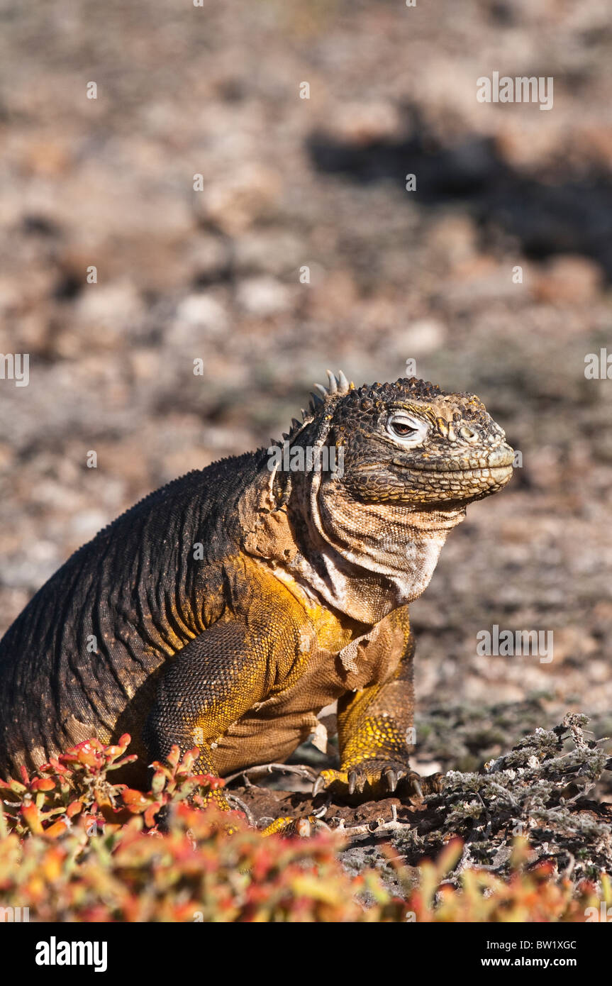 Galapagos Land iguana (Conolophus subscristatus), Isla Plaza (île Plaza ...