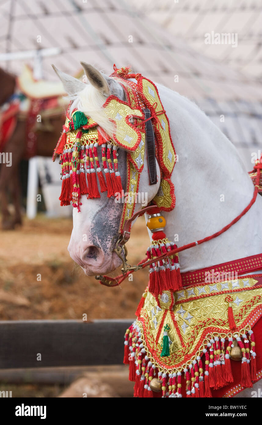 Maroc Festival Fantasia Tradition cheval-cavalier Photo Stock - Alamy