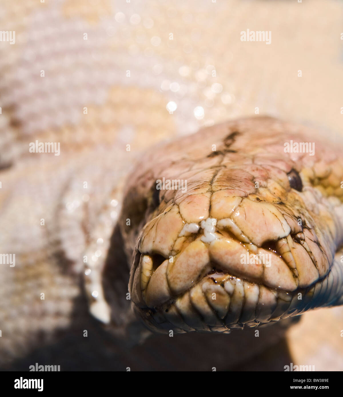 Python birman albinos Banque de photographies et d’images à haute ...