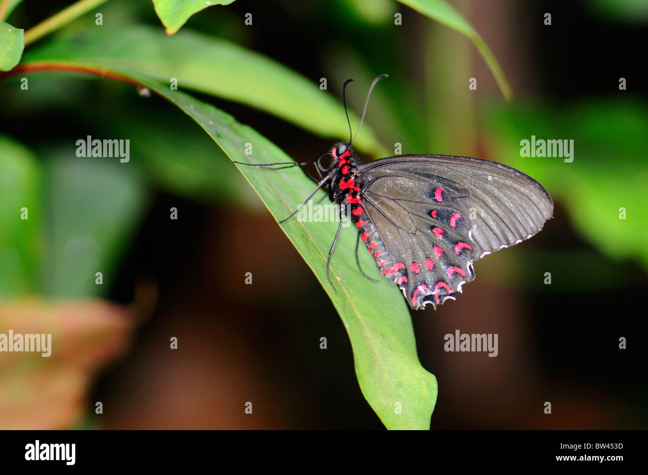 Papillon rose cramoisi Banque de photographies et d’images à haute ...