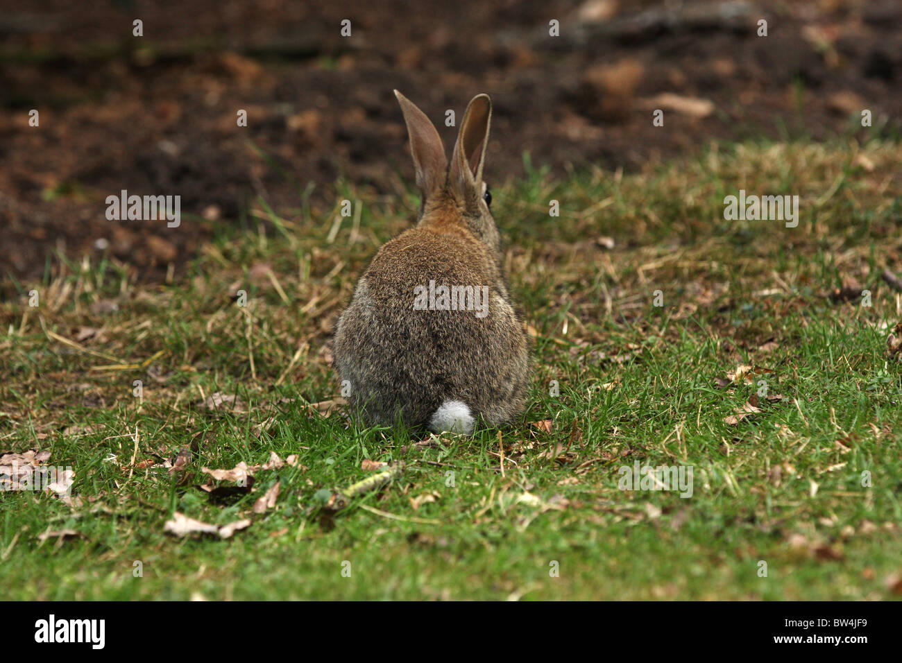 Un jeune lapin assis avec elle est de retour à l'appareil photo ...