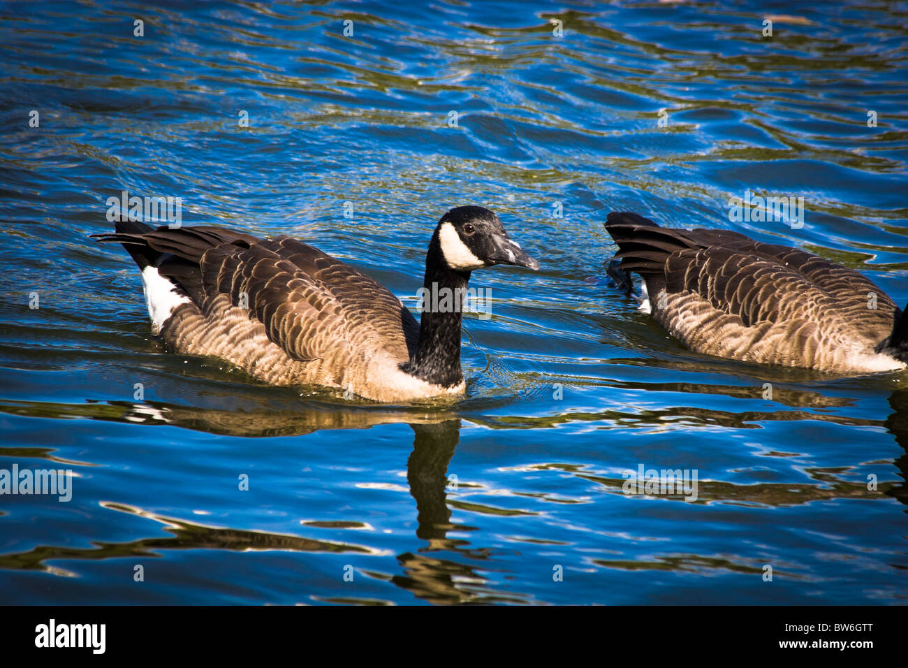 Bernache du canada branta canadensis occidentalis Banque de ...