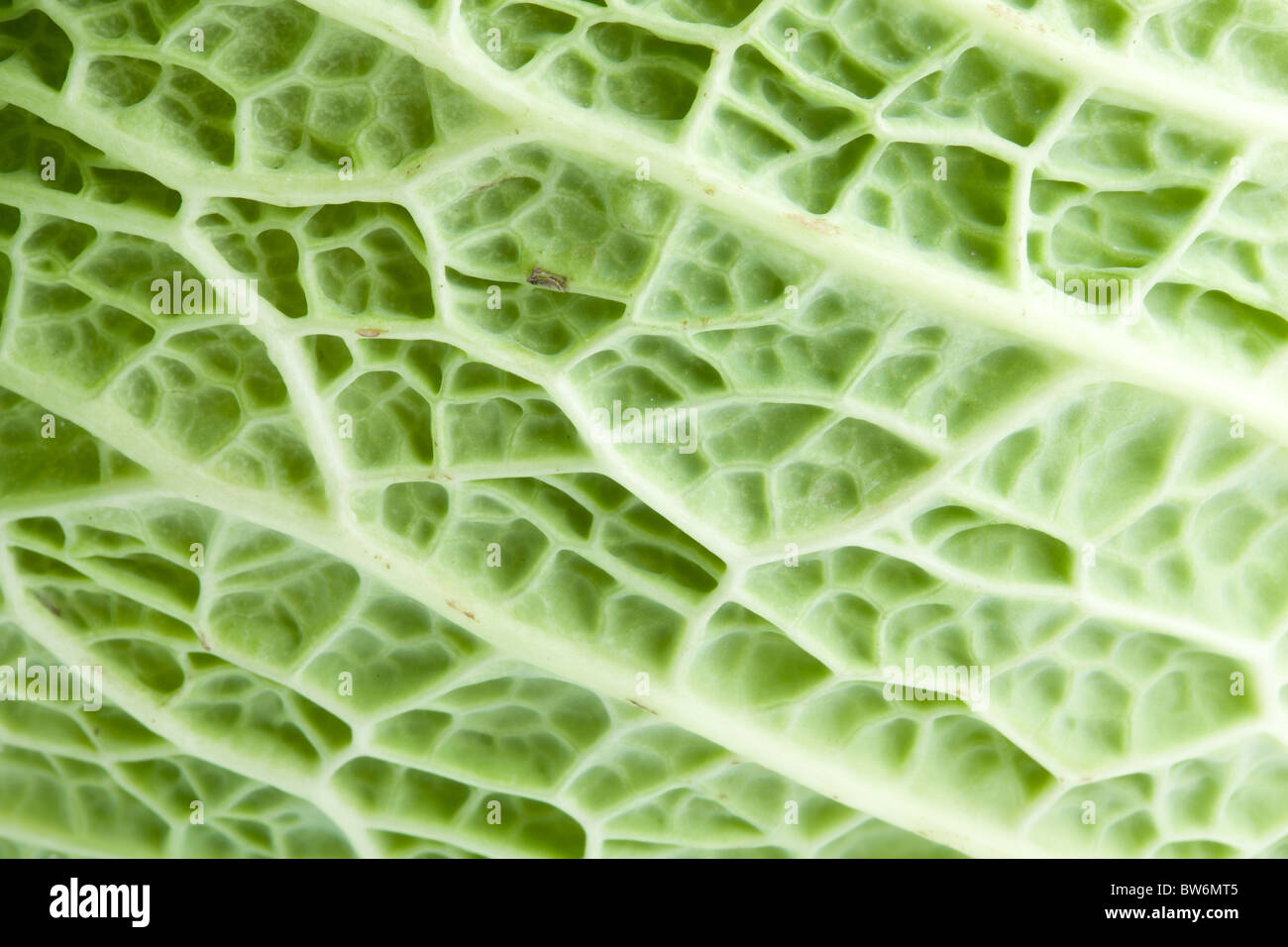 Feuille de chou Banque de photographies et d’images à haute résolution ...