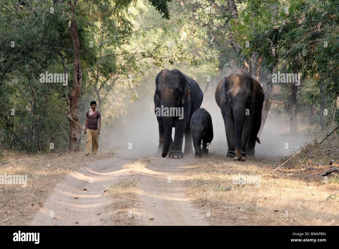 Mahaout Banque de photographies et d’images à haute résolution - Alamy