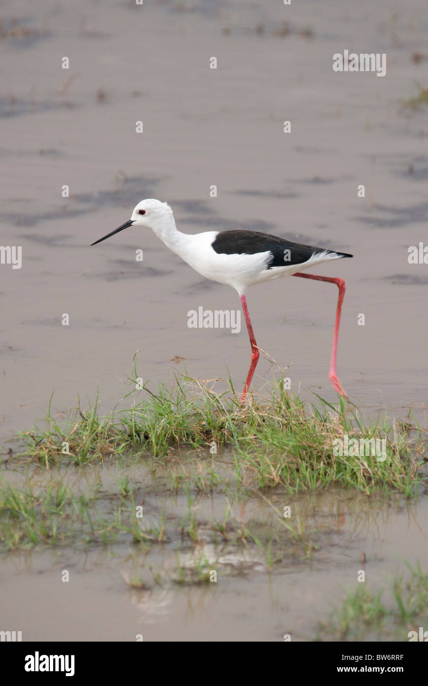 Échassier noir et blanc Le Parc National Minneriya, Sri Lanka Photo ...