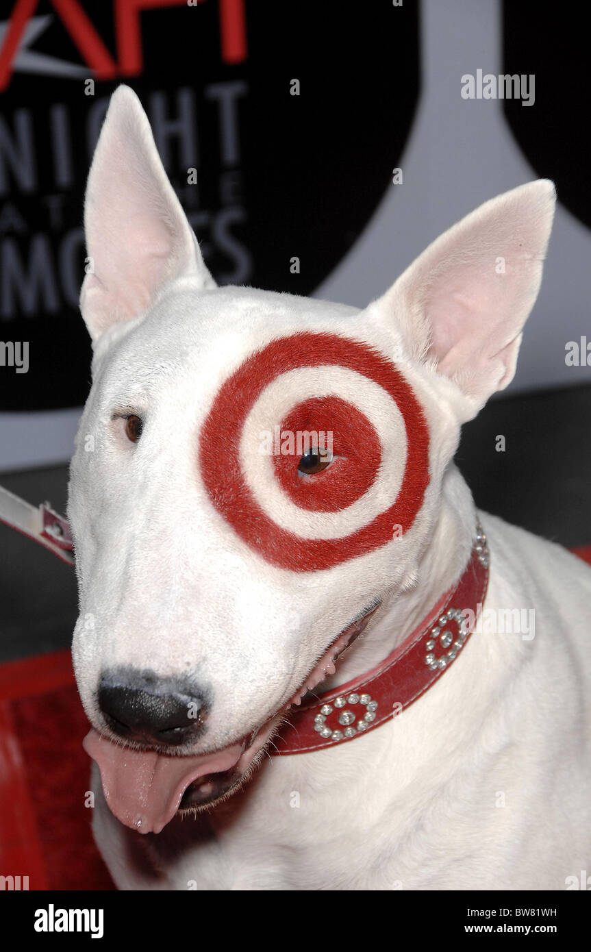 Bullseye the target dog Banque de photographies et d’images à haute ...