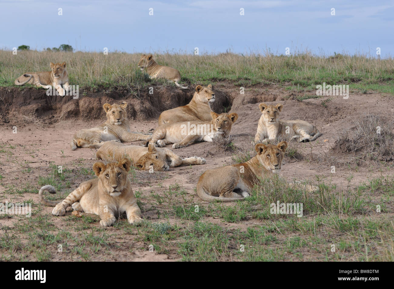 Lion group Banque de photographies et d’images à haute résolution - Alamy