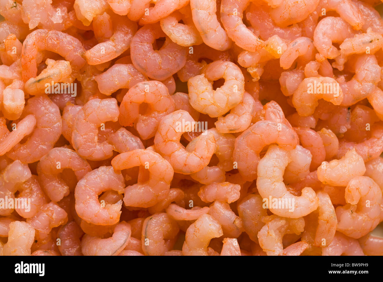 Petite Crevette Banque d'image et photos - Alamy