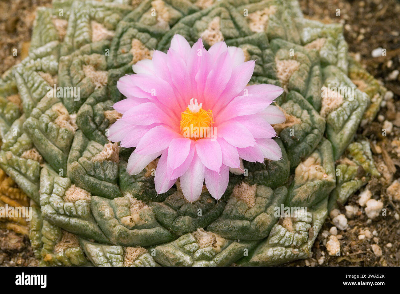 Fleur de cactus Banque de photographies et d’images à haute résolution ...