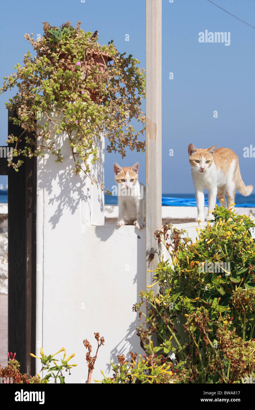 Chats grecs Banque de photographies et d’images à haute résolution - Alamy