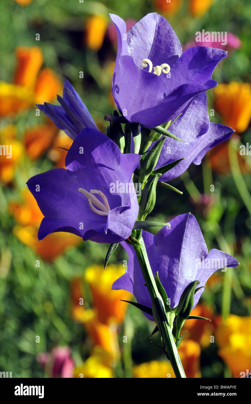 Harebell coquelicot Banque de photographies et d’images à haute ...