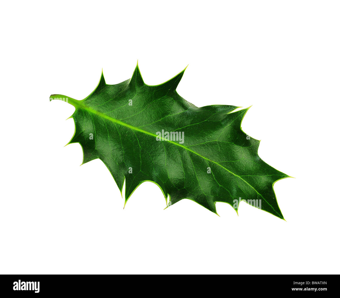 Feuille de houx Banque de photographies et d’images à haute résolution ...