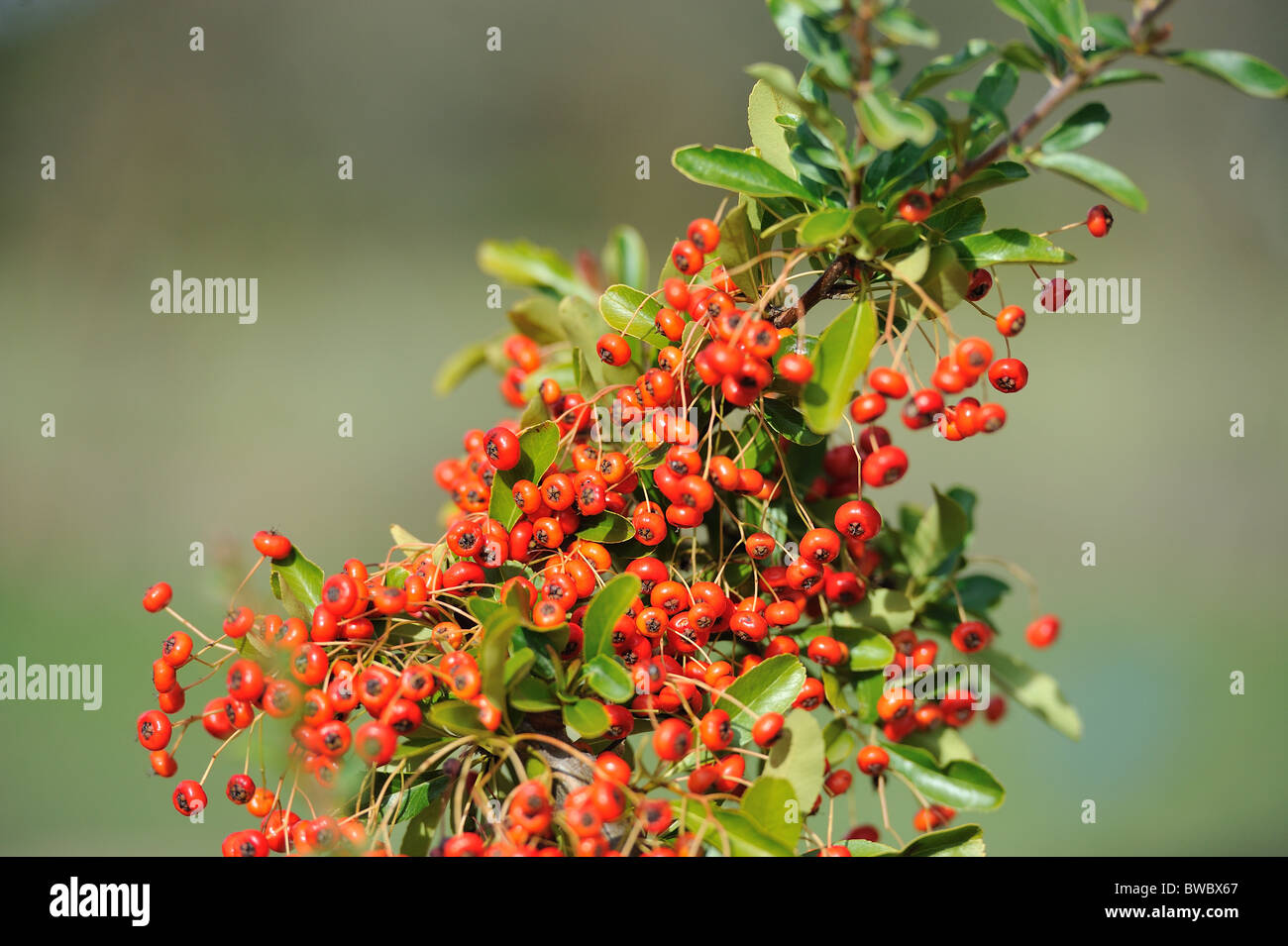 Multi ou Pyracantha (Pyracantha coccinea) dans le secteur des fruits ...