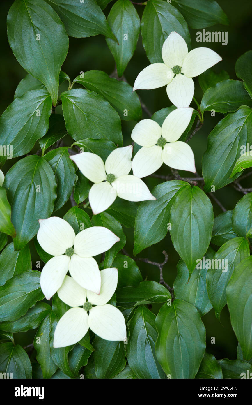 Cornus kousa chinensis Banque de photographies et d’images à haute ...