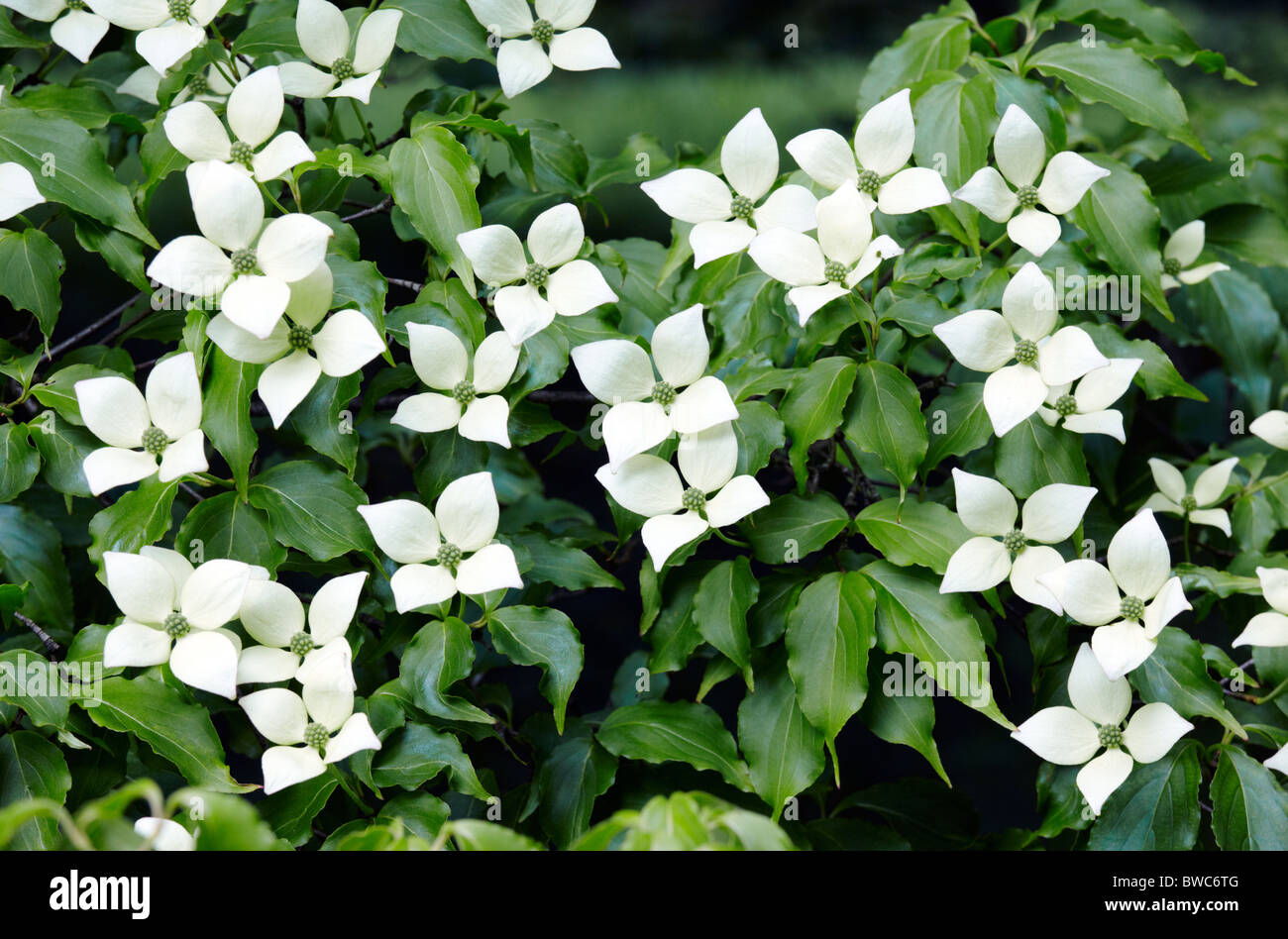 Cornus kousa chinensis Banque de photographies et d’images à haute ...