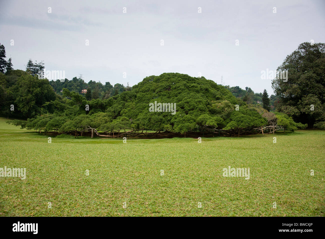 Java fig tree Banque de photographies et d’images à haute résolution ...