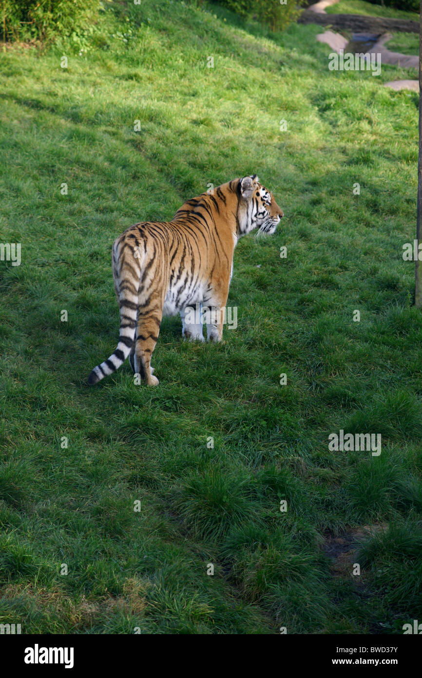 Colchester zoo tiger Banque de photographies et d’images à haute ...