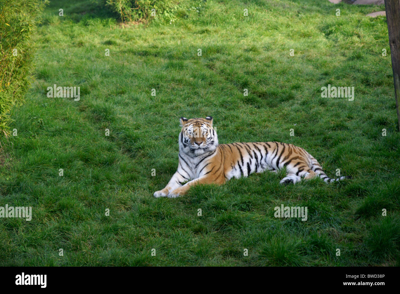 Colchester zoo tiger Banque de photographies et d’images à haute ...
