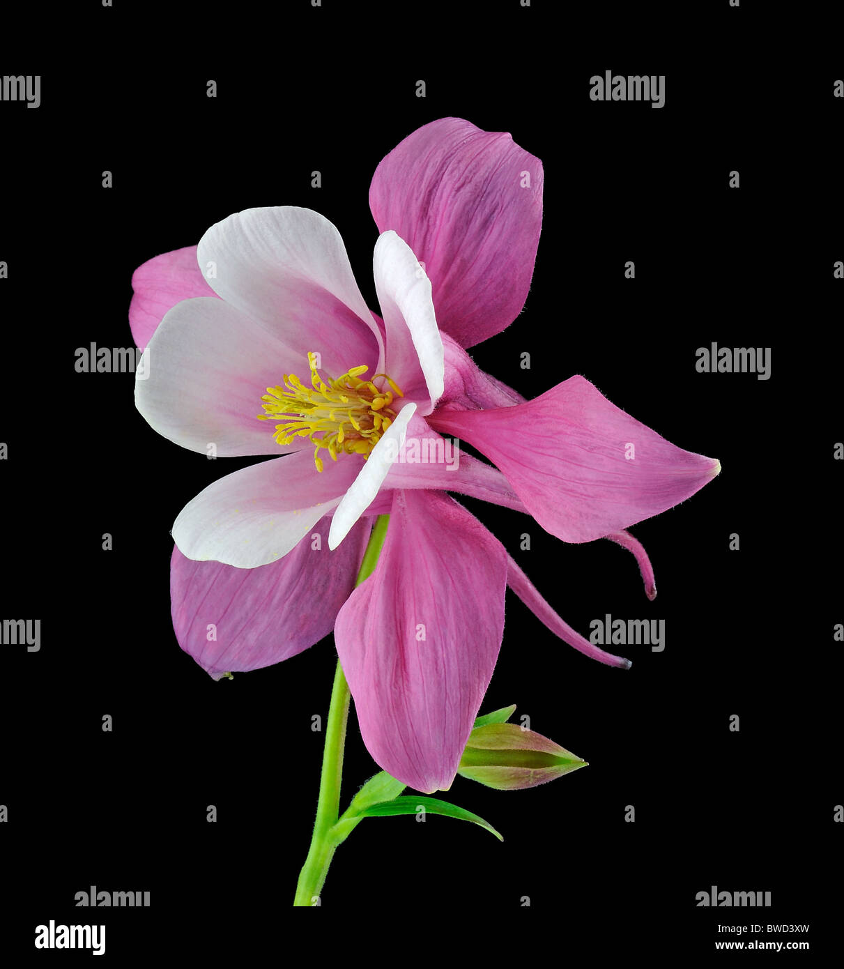 Origami red white columbine aquilegia Banque de photographies et d ...