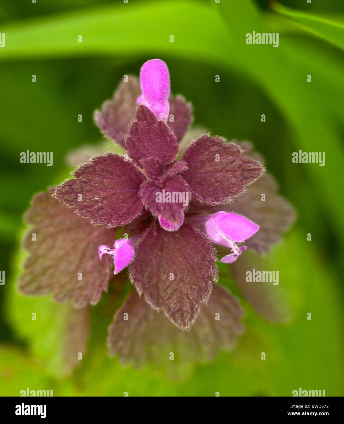 Lamier rouge (lamium purpureum Photo Stock - Alamy