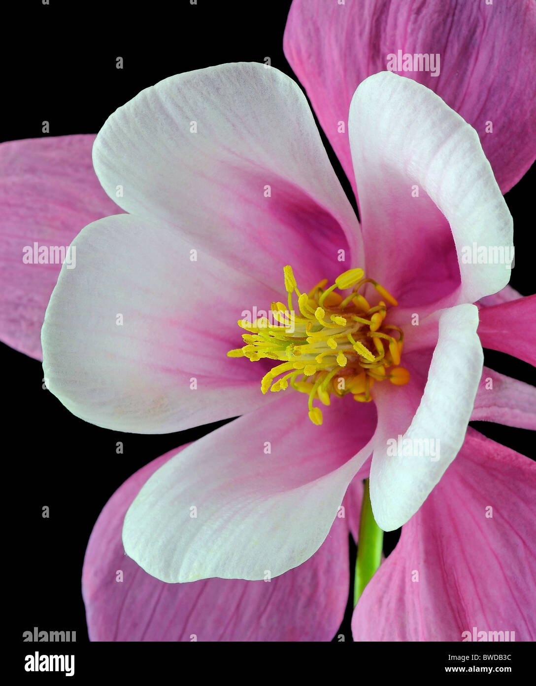 Origami red white columbine aquilegia Banque de photographies et d ...