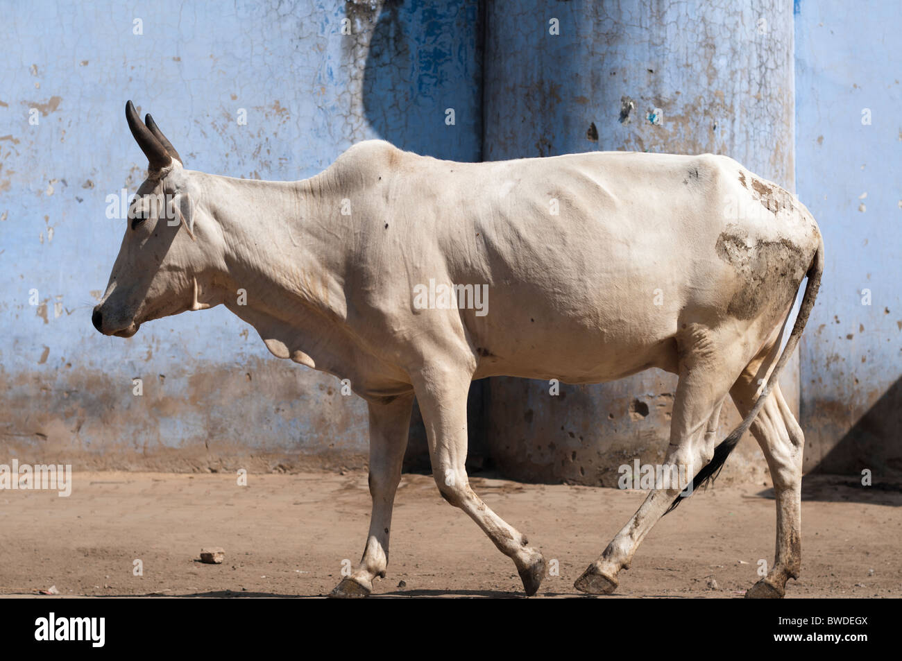 Profil de vache Banque de photographies et d’images à haute résolution ...