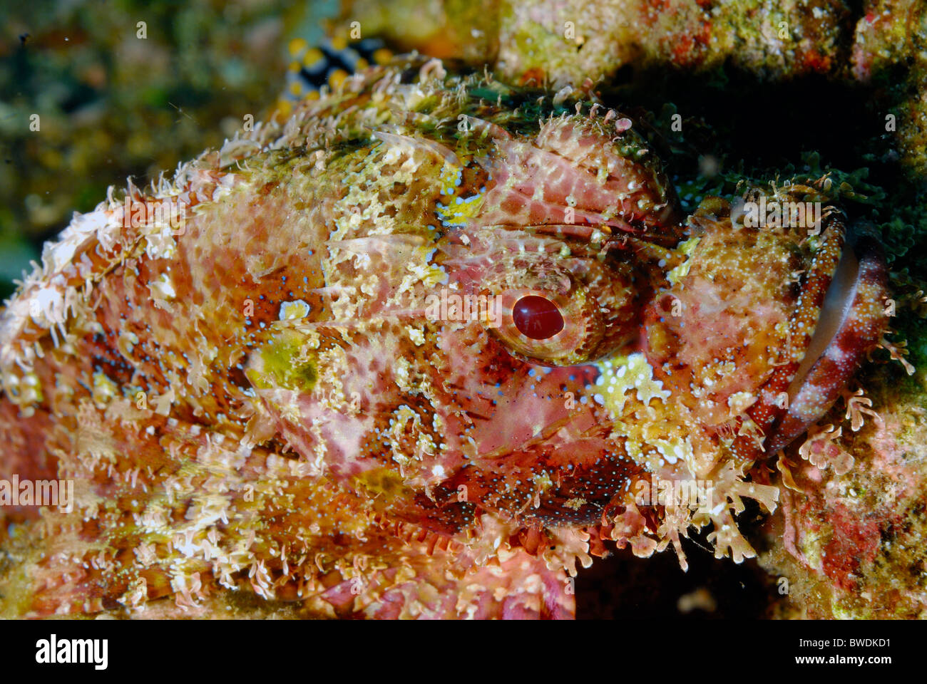 Tete De Poisson Banque d'image et photos - Alamy