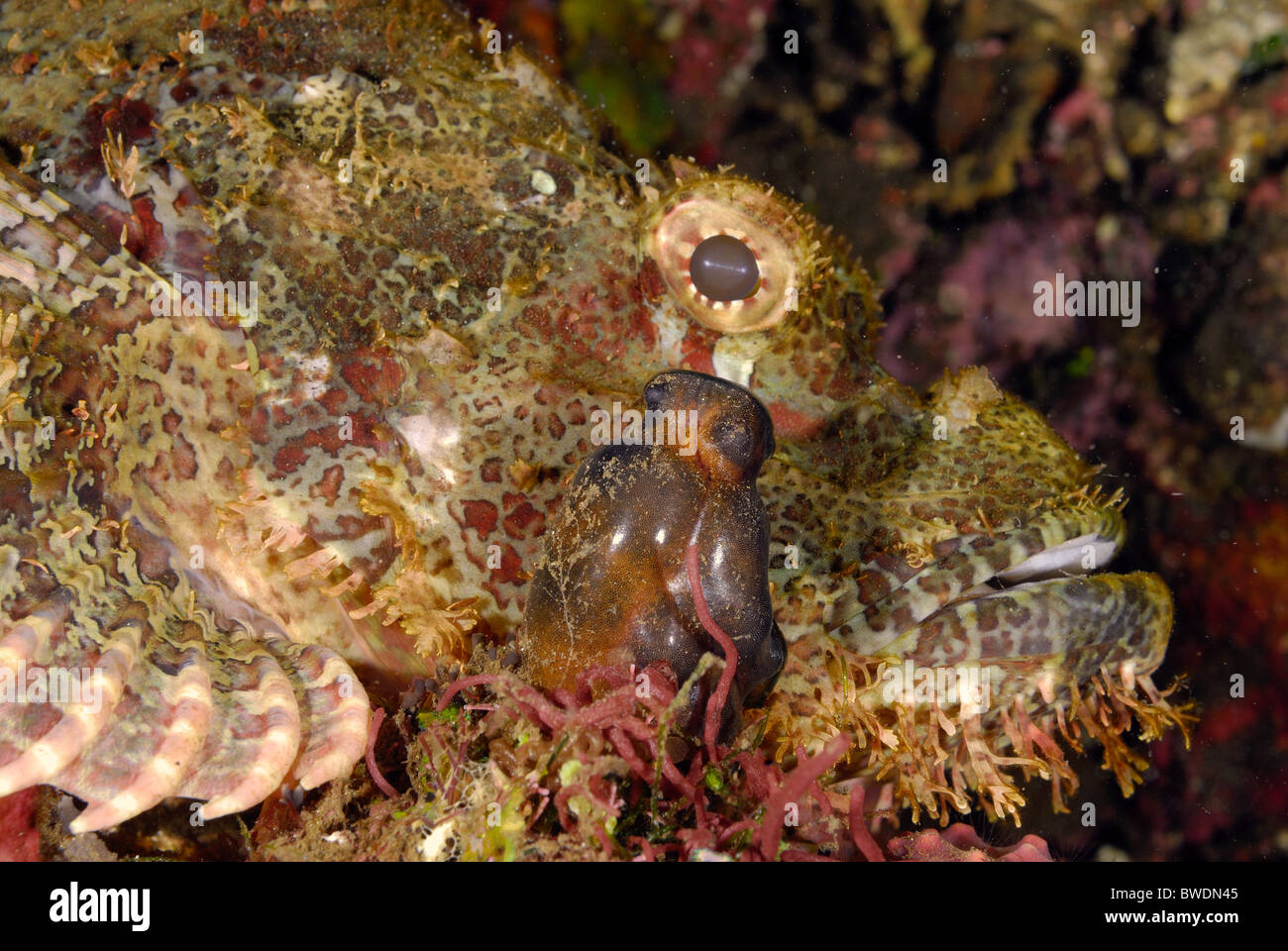 Poisson Scorpion à tête plate, Scorpaenopsis oxycephalus Scorpenidae ...