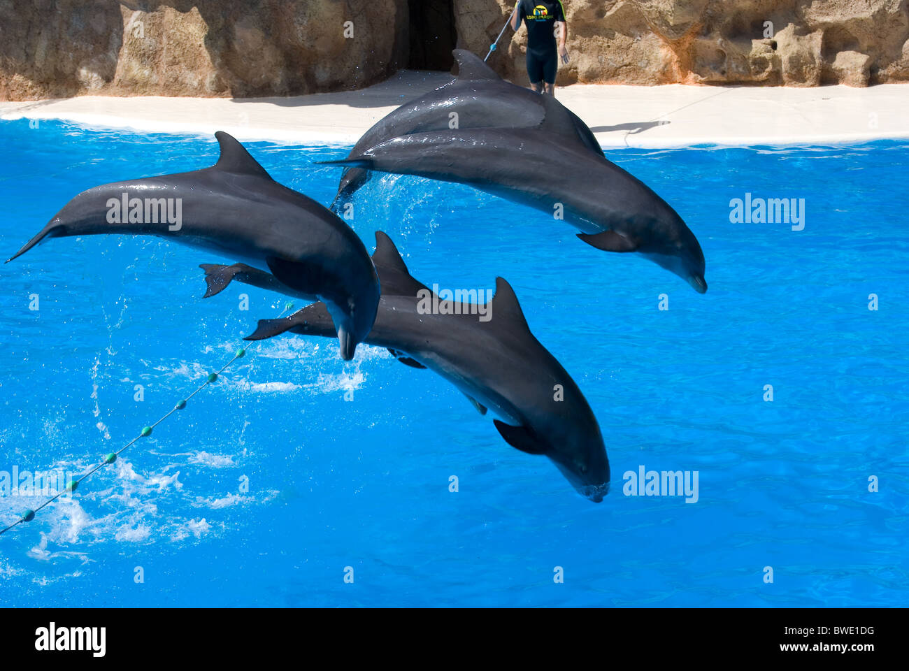 Sautant des dauphins Banque d'image et photos - Alamy