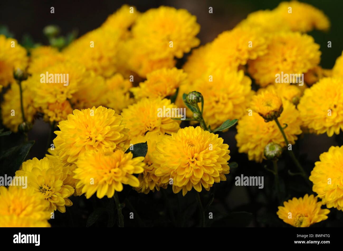 Chrysanthemum 'Janet Wells' plante d'été annuel des fleurs jaunes ...